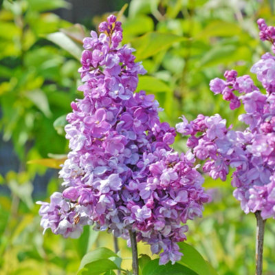 Syringa vulgaris Prince Wolkonsky 9cm Potted Plant x 1