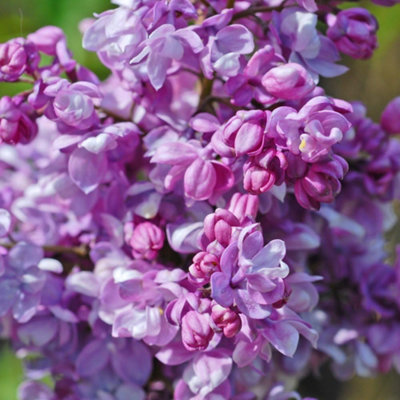 Syringa vulgaris Prince Wolkonsky 9cm Potted Plant x 1