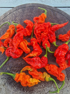 T Rex Red Chilli Seeds - 10 Fresh Seeds