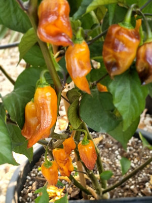 Taj Mahal Mustard Minion Chilli Seeds - 10 Fresh Seeds