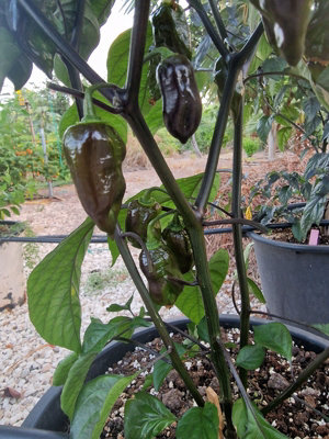 Taj Mahal Mustard Minion Chilli Seeds - 10 Fresh Seeds