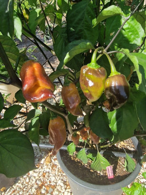 Taj Mahal Mustard Minion Chilli Seeds - 10 Fresh Seeds