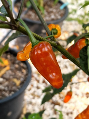 Taj Mahal Mustard Minion Chilli Seeds - 10 Fresh Seeds