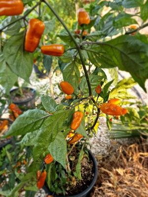 Taj Mahal Mustard Minion Chilli Seeds - 10 Fresh Seeds