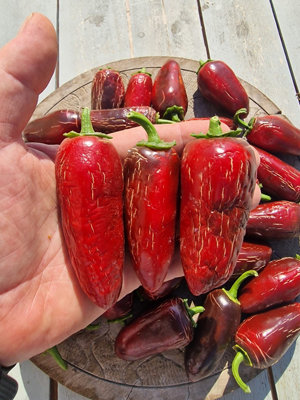 Tam Jalapeno Chilli Seeds - 10 Fresh Seeds