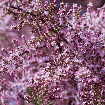Tamarix tetrandra / Tamarisk / Salt Cedar, 2-3ft Tall, Stunning ...
