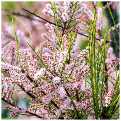 Tamarix tetrandra / Tamarisk / Salt Cedar In 2L Pot, Stunning Flowering ...