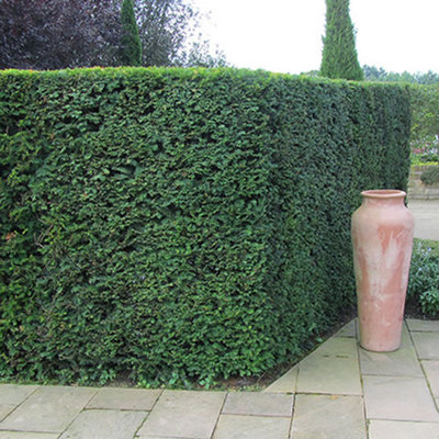 Taxus Baccata - Evergreen Common Yew Hedging Plants, Dense and Hardy ...