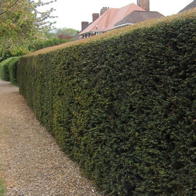 Taxus Baccata - Evergreen Common Yew Hedging Plants, Dense and Hardy ...