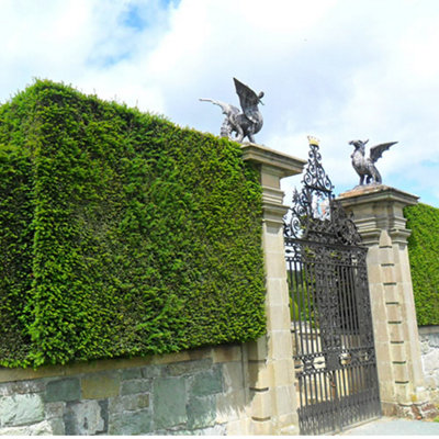 TAXUS BACCATA - EVERGREEN COMMON YEW HEDGING PLANTS, DENSE AND HARDY ...