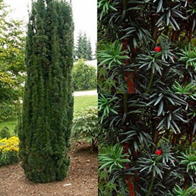 Taxus Baccata Fastigiata Robusta Column Yew Tree 60cm Large Supplied in ...