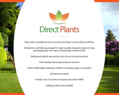 Taxus Baccata Fastigiata Robusta Column Yew Tree in a Pot By Direct Plants