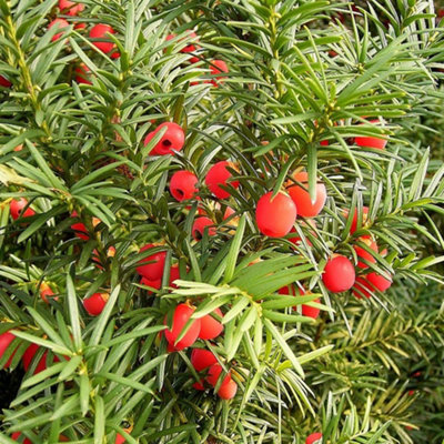 Taxus Baccata Garden Plant - Evergreen, Compact Size (20-40cm, 10 ...