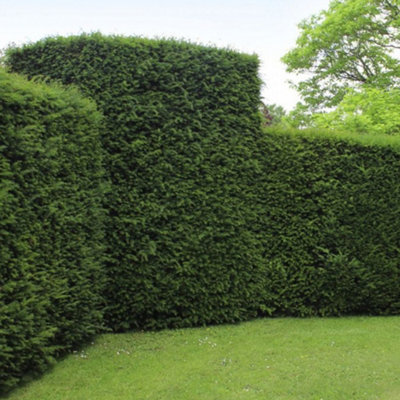 Taxus Baccata Garden Plant - Evergreen, Compact Size (20-40cm, 50 ...