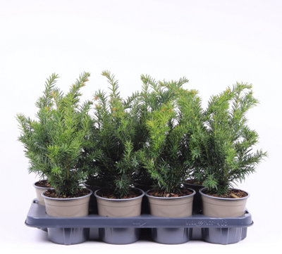 Taxus Baccata Repandens, 13cm Pot Size, 35cm Tall, Yew, Indoor Houseplant