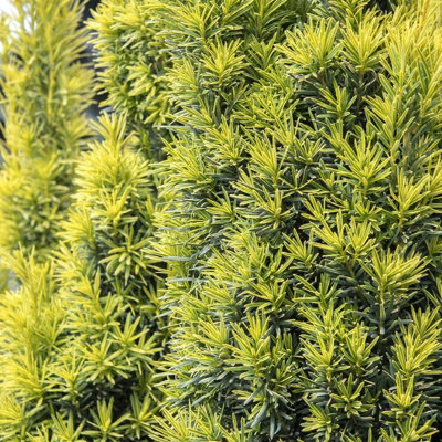 Taxus baccata 'Shining Light' in 9cm Pot - Dwarf Fastigiate Yew ...