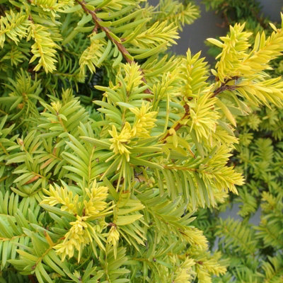 Taxus baccata 'Shining Light' in 9cm Pot - Dwarf Fastigiate Yew ...