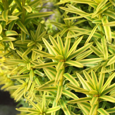 Taxus 'David' - Compact and Hardy Yew for Elegant Landscaping (9cm, 15 ...