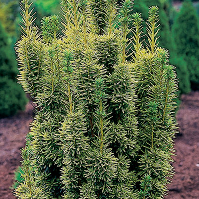 Taxus 'David' - Compact and Hardy Yew for Elegant Landscaping (9cm, 15 ...