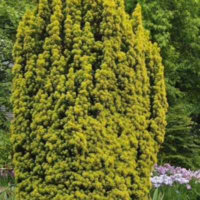 Taxus 'David' - Compact and Hardy Yew for Elegant Landscaping (9cm, 15 ...