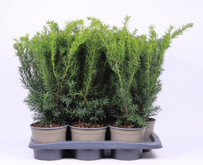 Taxus Media Densiformis, 17cm Pot Size, 50cm Tall, Yew, Indoor Houseplant