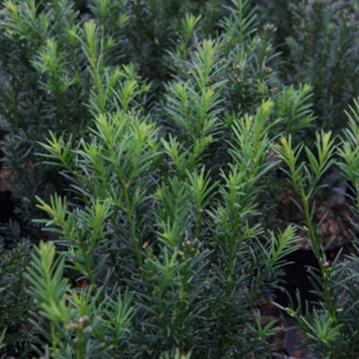 Taxus Media Groenland Bushy Evergreen Yew for Dense Hedges and ...