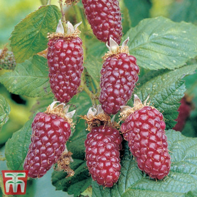 Tayberry (Rubus) Fruit 9cm Potted Plant x 1