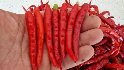Teja S17 Chilli Seeds - 10 Fresh Seeds