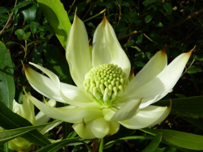 Telopea white form Waratah Plant 4L Plant