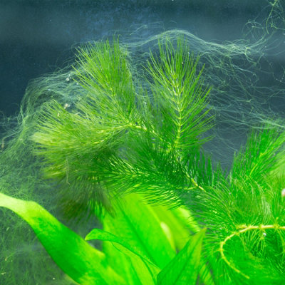 Tetra Nitrateminus Liquid, 250 ml