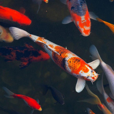 Tetra Pond AquaSafe, Makes Tap Water Safe for Pond Fish, 500 ml