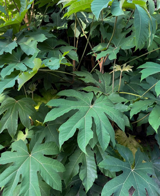 Tetrapanax papyrifer - Rice paper plant supplied in a 3L pot