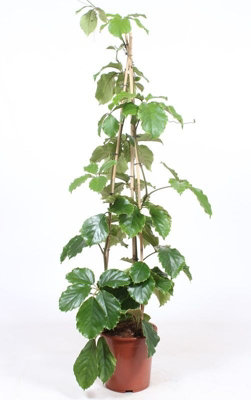 Tetrastigma Voinierianum, 27cm Pot Size, 150cm Tall, Creeper, Indoor ...
