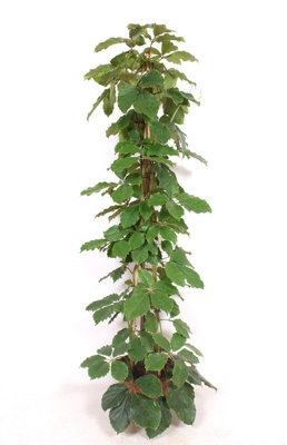 Tetrastigma Voinierianum , 40cm Pot Size , 210cm Tall , Creeper ...