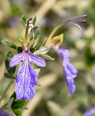 Teucrium fruticans Curacao - Bush Germander, Vibrant Blue Flowers on ...
