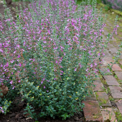 Teucrium x Lucidrys Hedge Germander 9cm Pot Perennial Plant