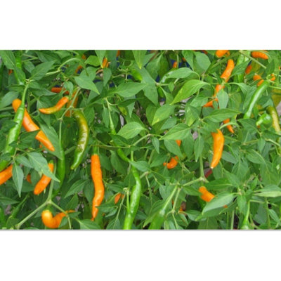 Thai Orange Hot Chilli - 15 Super Fresh Seeds