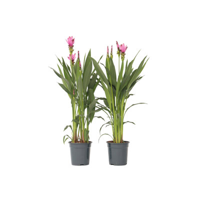 Thai Tulip - 2 pcs. - Curcuma Siam Supreme - Height 70-90cm - Pot 19cm