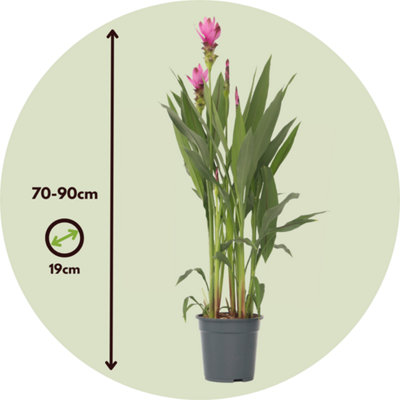 Thai Tulip - Curcuma alismatifolia Siam Supreme - Height 70-90cm - Pot 19cm