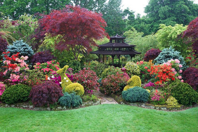 The Flowering Hardy Shrub Selection Garden Border Mix Large Mature ...