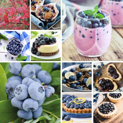 Thompson & Morgan 3 Mixed Berry Growers Choice Blueberry Plants - Long ...