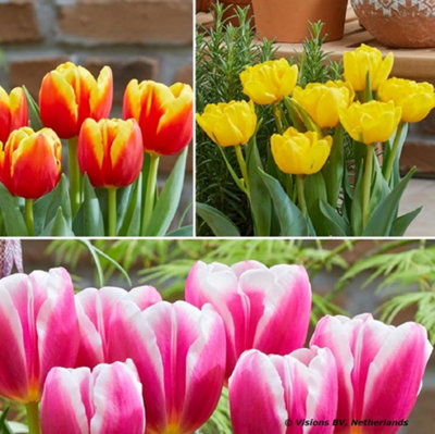 Thompson & Morgan 48x Stunning Tulip Container Bulbs for Pots & Gardens ...