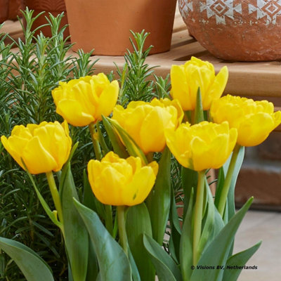 Thompson & Morgan 48x Stunning Tulip Container Bulbs for Pots & Gardens ...