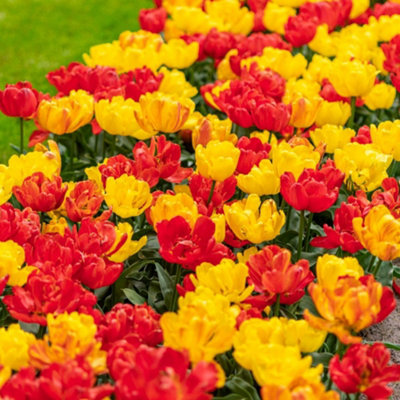 Thompson & Morgan Early Tulip Bulbs Bright Orange Red & Yellow Blend ...