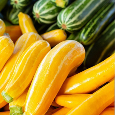 Thompson & Morgan F1 Sunstripe Marrow - High Yield Golden Yellow Summer ...