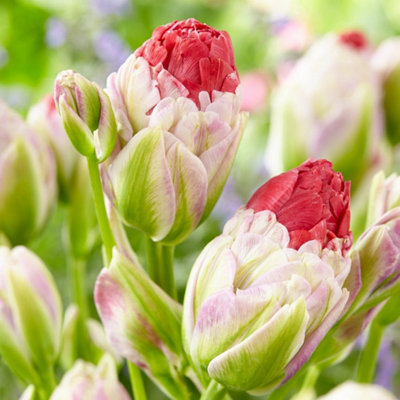Thompson & Morgan Pink Multi-Flowering Tulip Bulbs - Creamy Pink Green ...