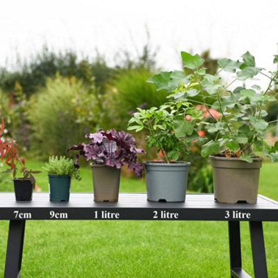 Thompson & Morgan Prunella grandiflora White 1L Potted Plant - Pack of ...