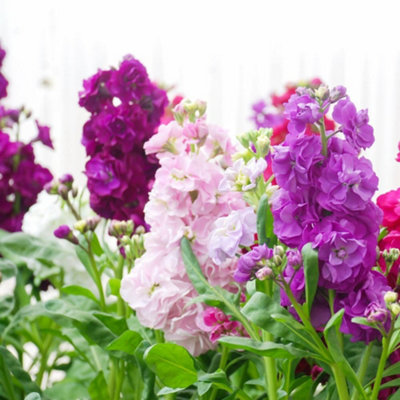 Thompson & Morgan Stock Sweetly Scented Mix Seeds - Colourful Long ...