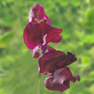 Thompson & Morgan Sweet Pea Beaujolais - Deep Burgundy Climbing Annual ...