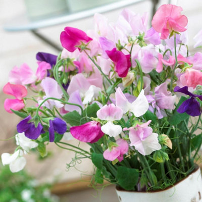 Thompson & Morgan Sweet Pea Jet Set Fragrant Multicoloured Climbing ...